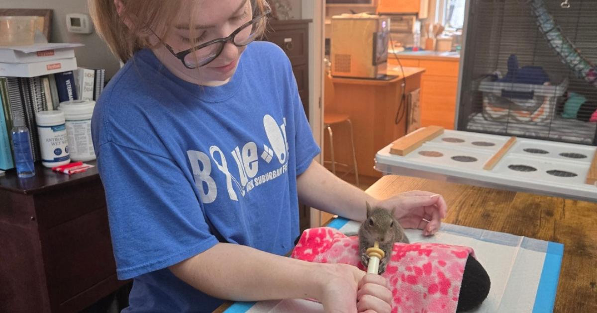 Caring for Critters: York College Senior Taylor Hershey Participates in ...